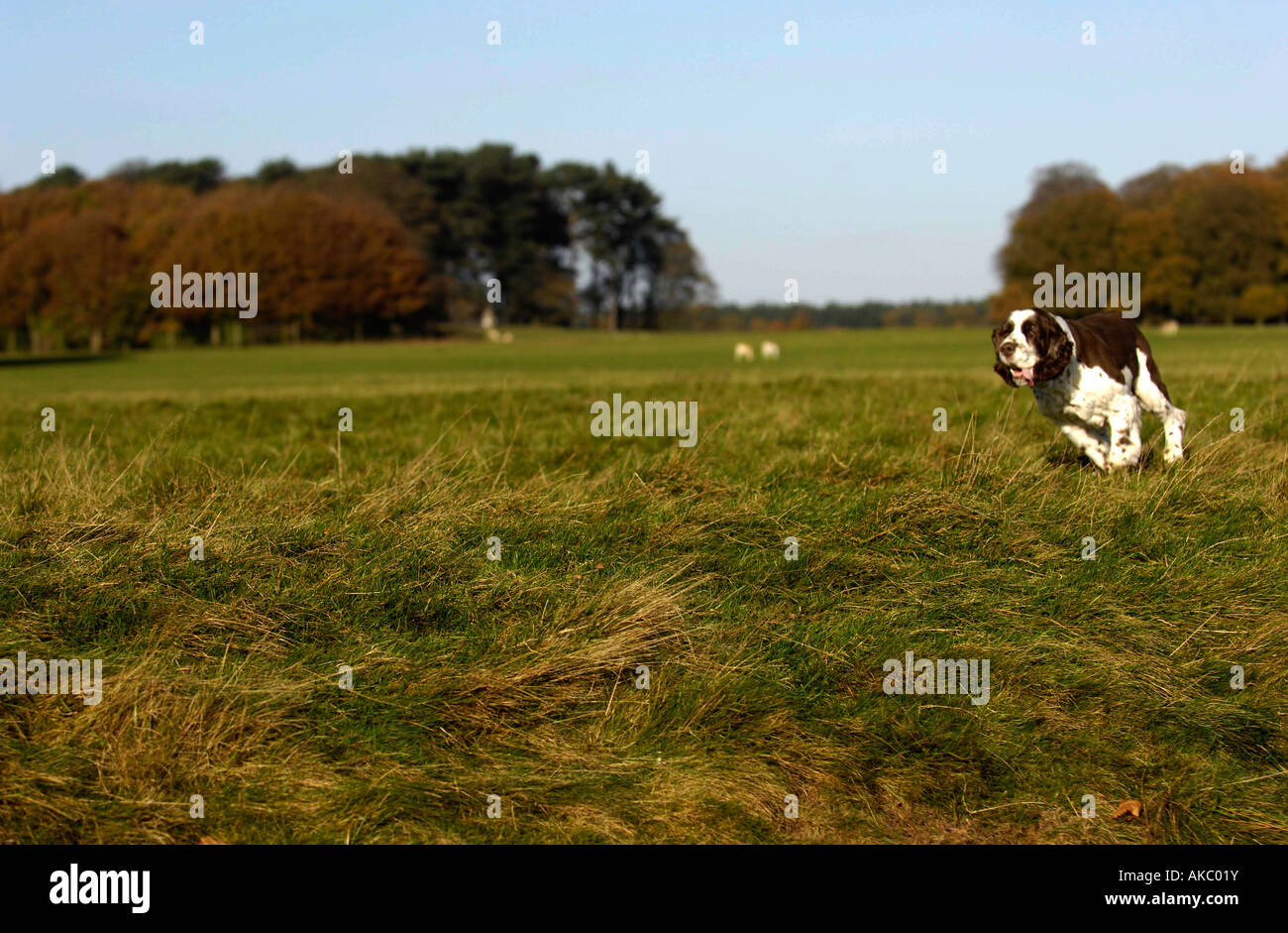 springer spaniel running Stock Photo - Alamy