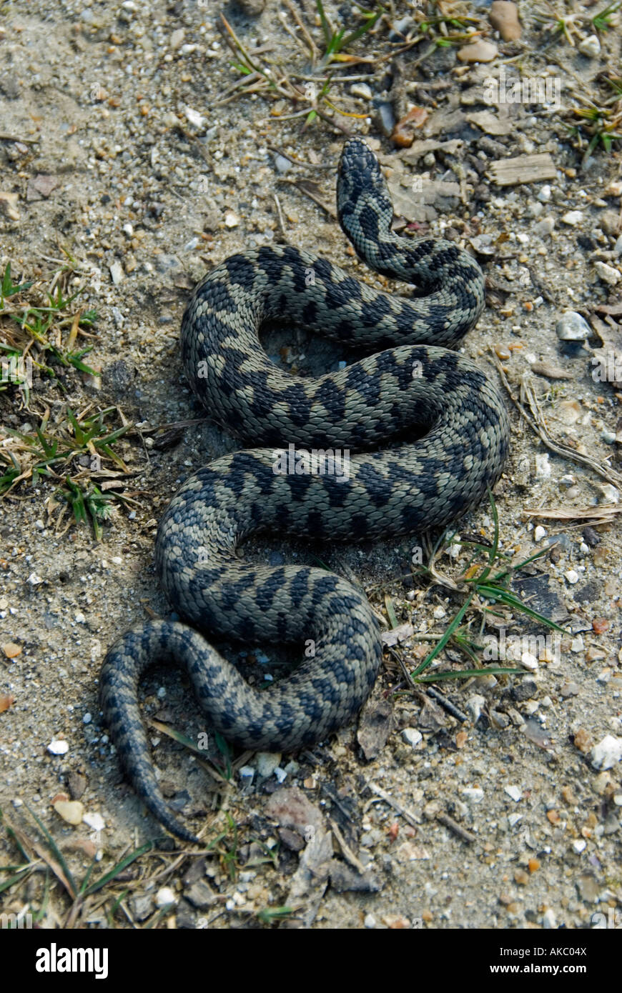 Poisonous adder hi-res stock photography and images - Alamy
