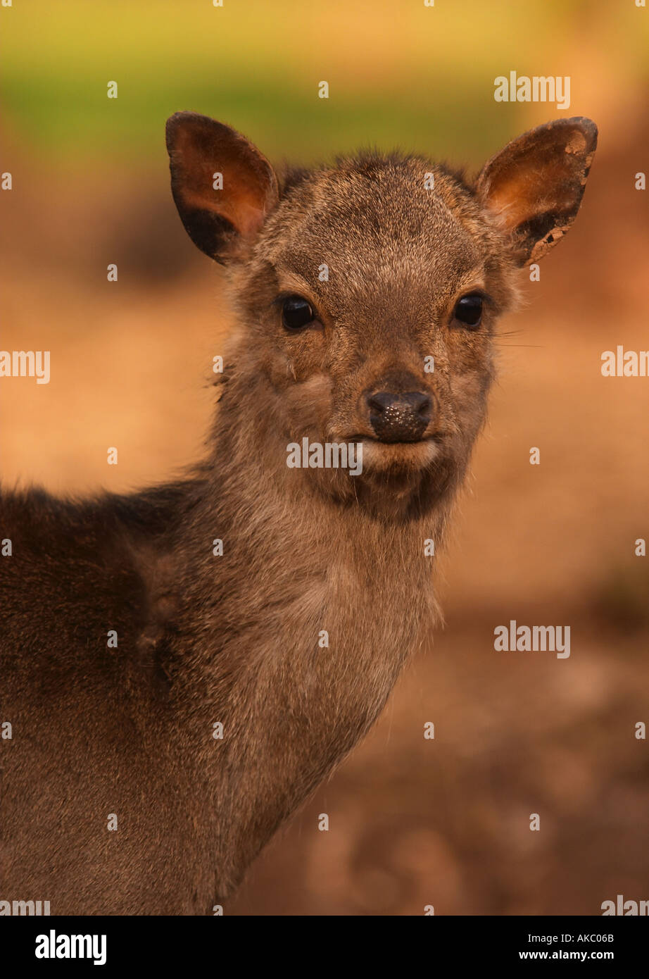 Sika Deer head and shoulders Stock Photo - Alamy