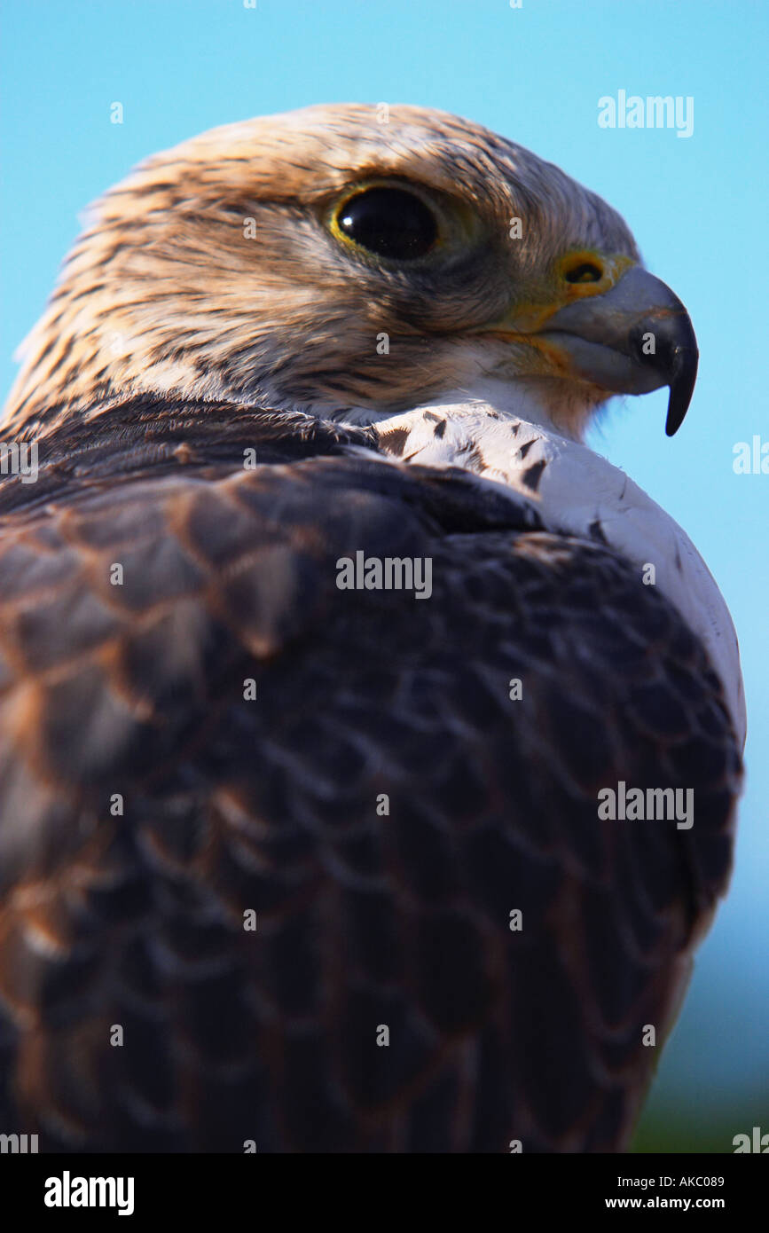 Saker falcon head shot hi-res stock photography and images - Alamy
