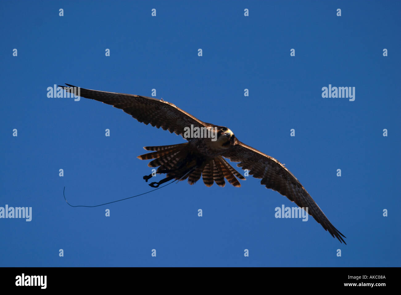 Peregrine lanner falcon hybrid bird hi-res stock photography and images ...