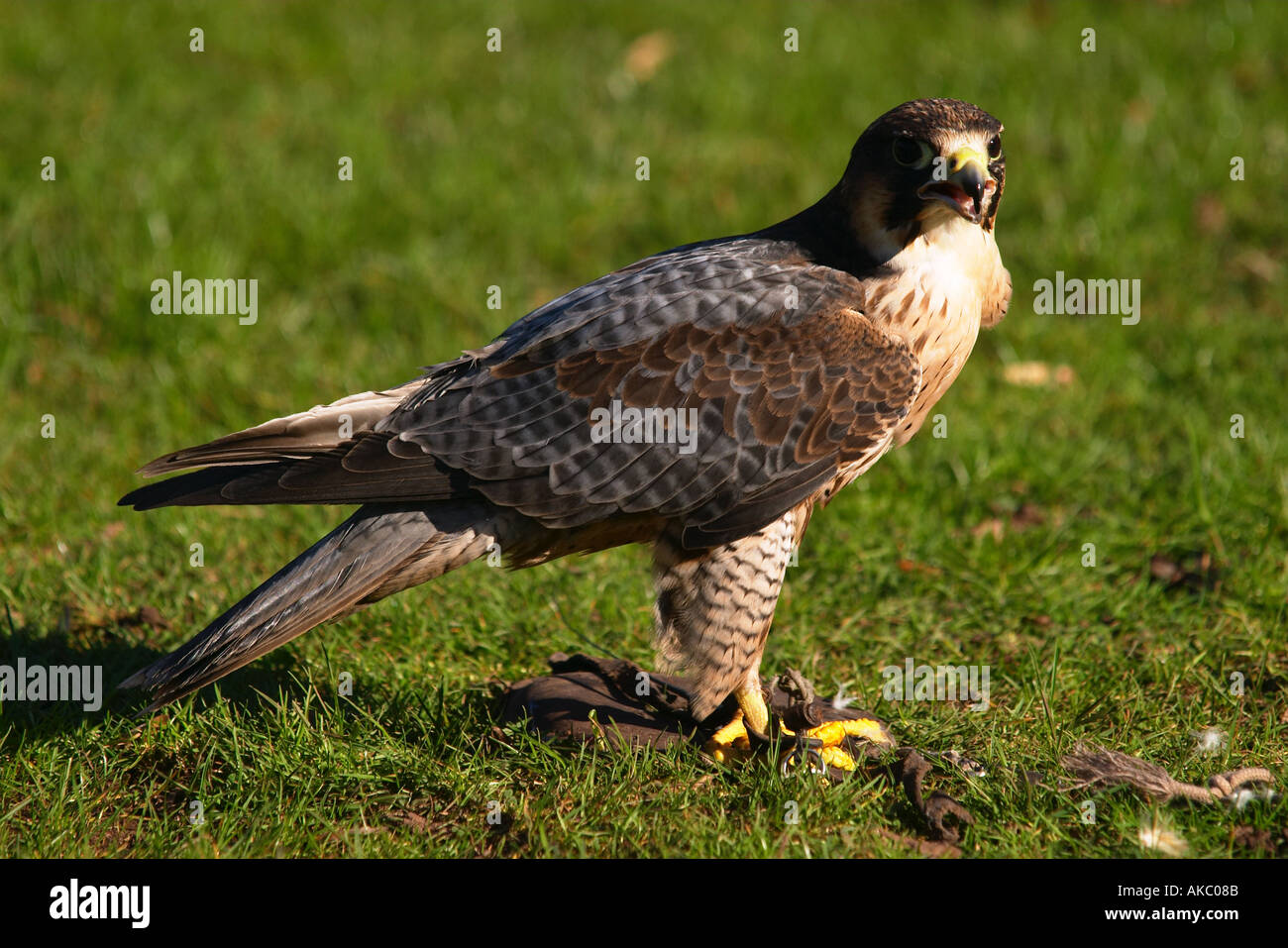 Peregrine Lanner Falcon Hybrid bird of prey centre Stock Photo - Alamy