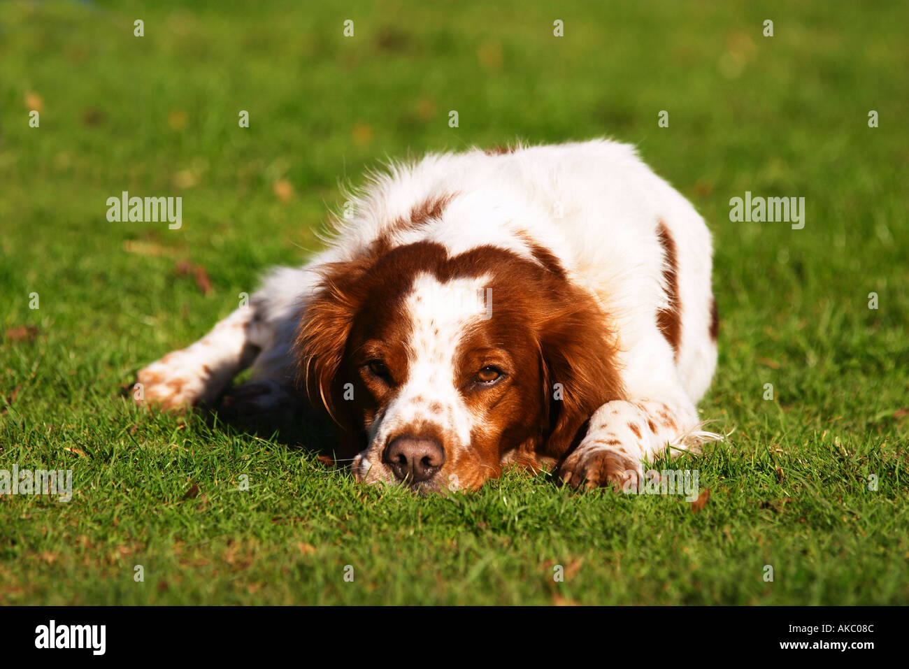 English Springer Spaniel lying on grass Stock Photo - Alamy