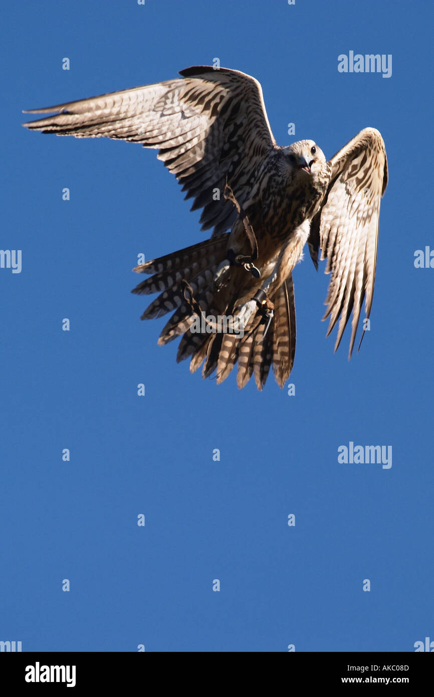 Female saker falcon bird of prey centre Stock Photo - Alamy