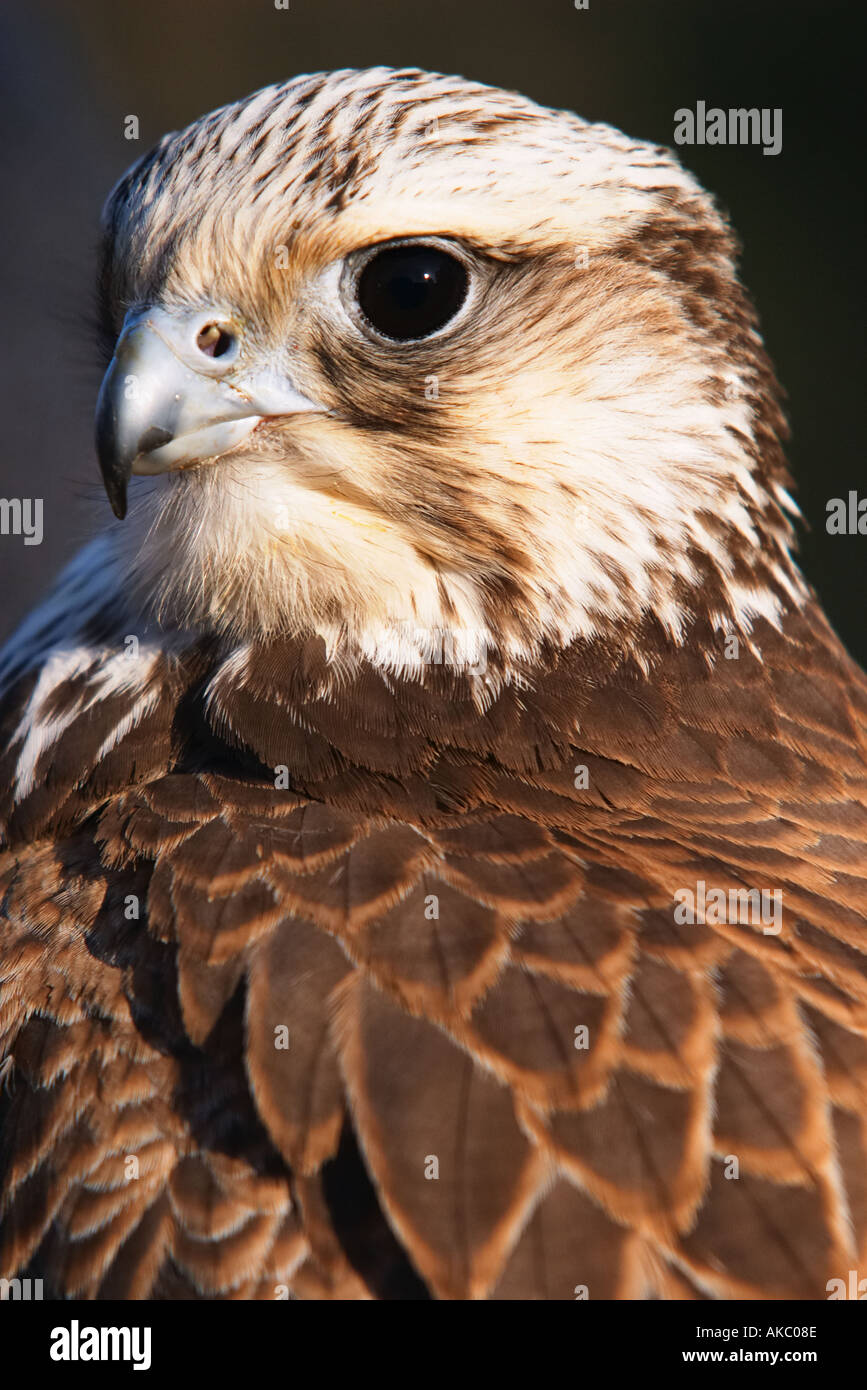 Female saker falcon bird of prey centre Stock Photo - Alamy