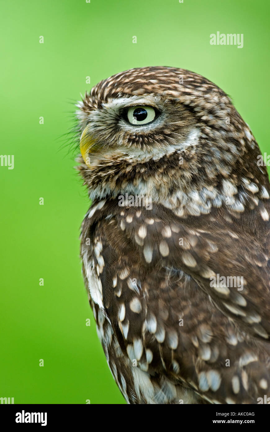 Little owl face hi-res stock photography and images - Alamy