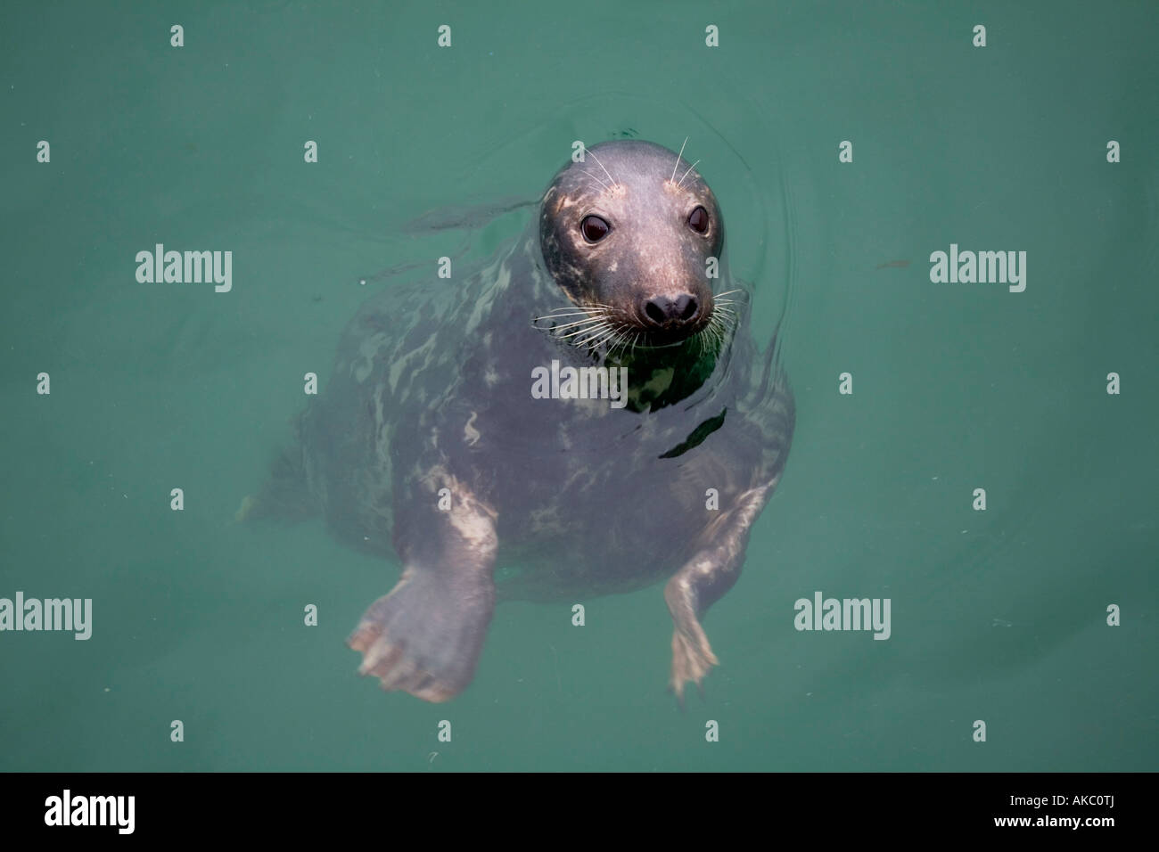 grey seal Halichoerus grypus swimming cornwall Stock Photo - Alamy
