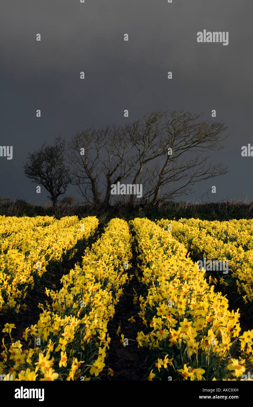 Gulval cornwall hi-res stock photography and images - Alamy