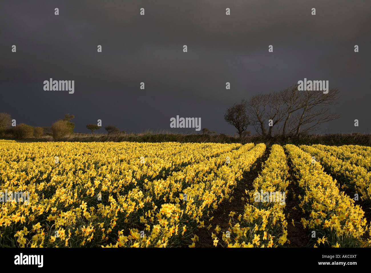 daffodil field gulval cornwall Stock Photo - Alamy