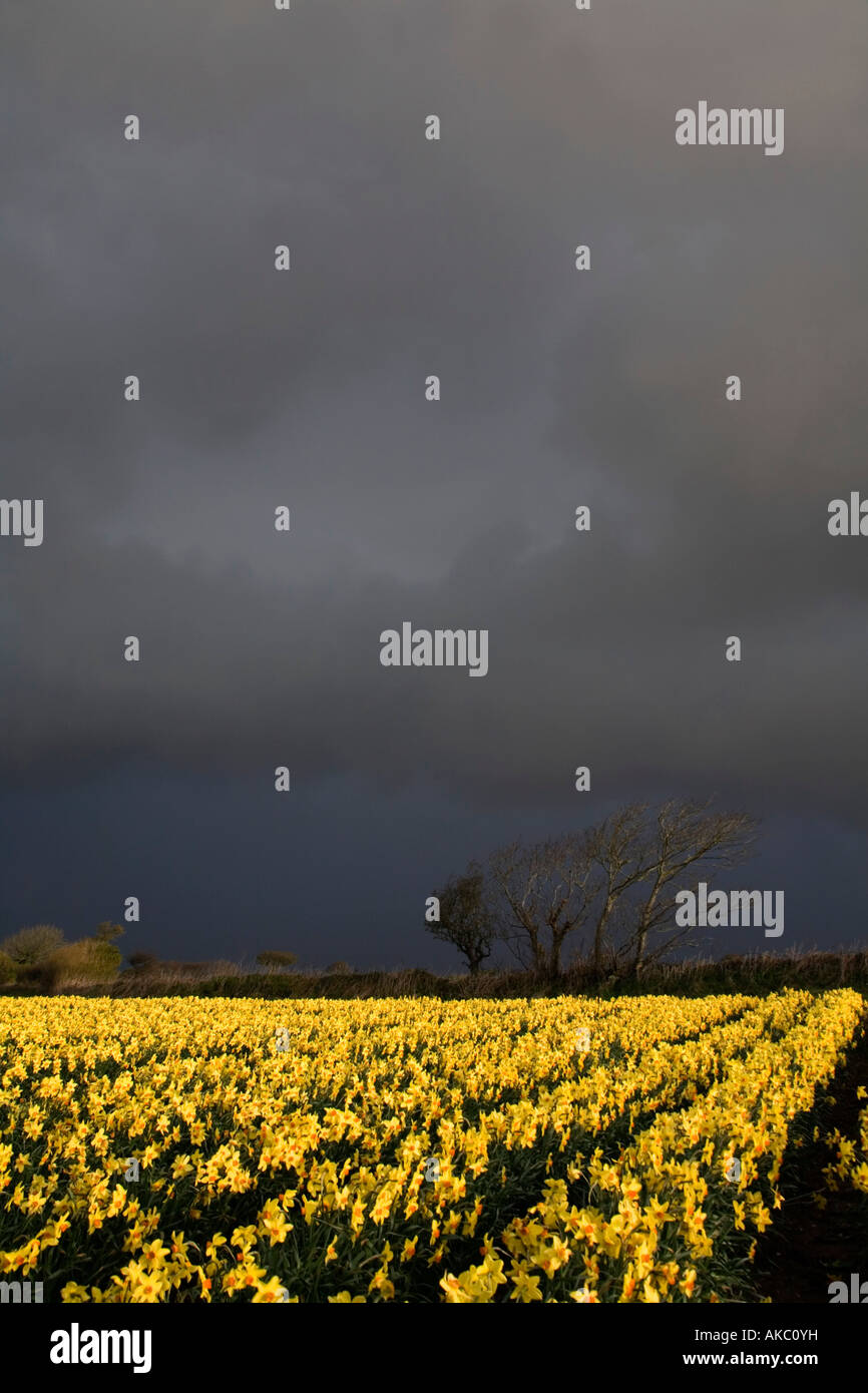 Gulval hi-res stock photography and images - Alamy