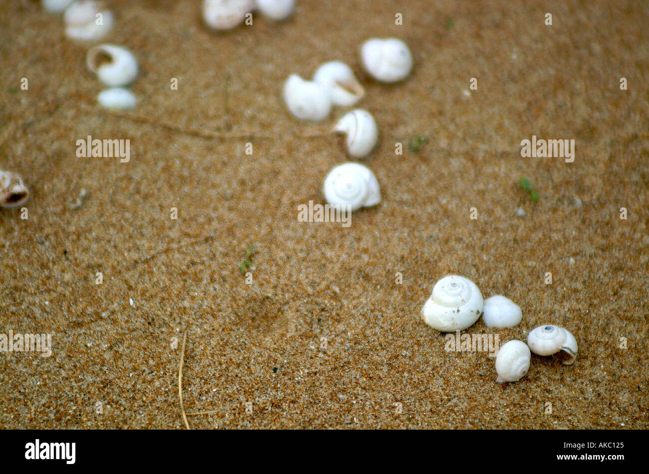 little shells on the sand Stock Photo - Alamy