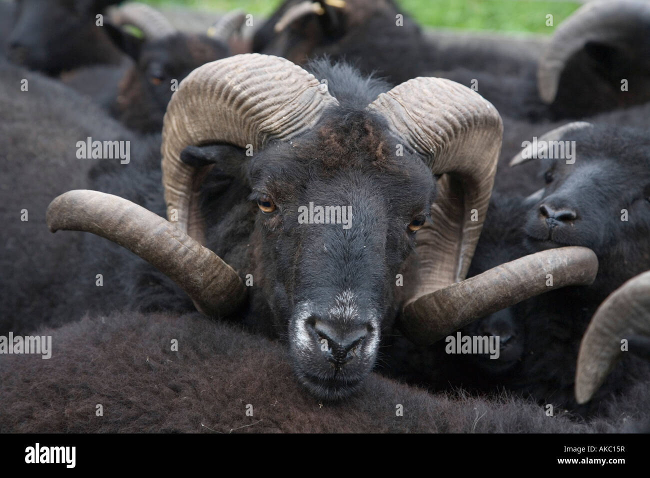hebridean sheep cornwall Stock Photo - Alamy