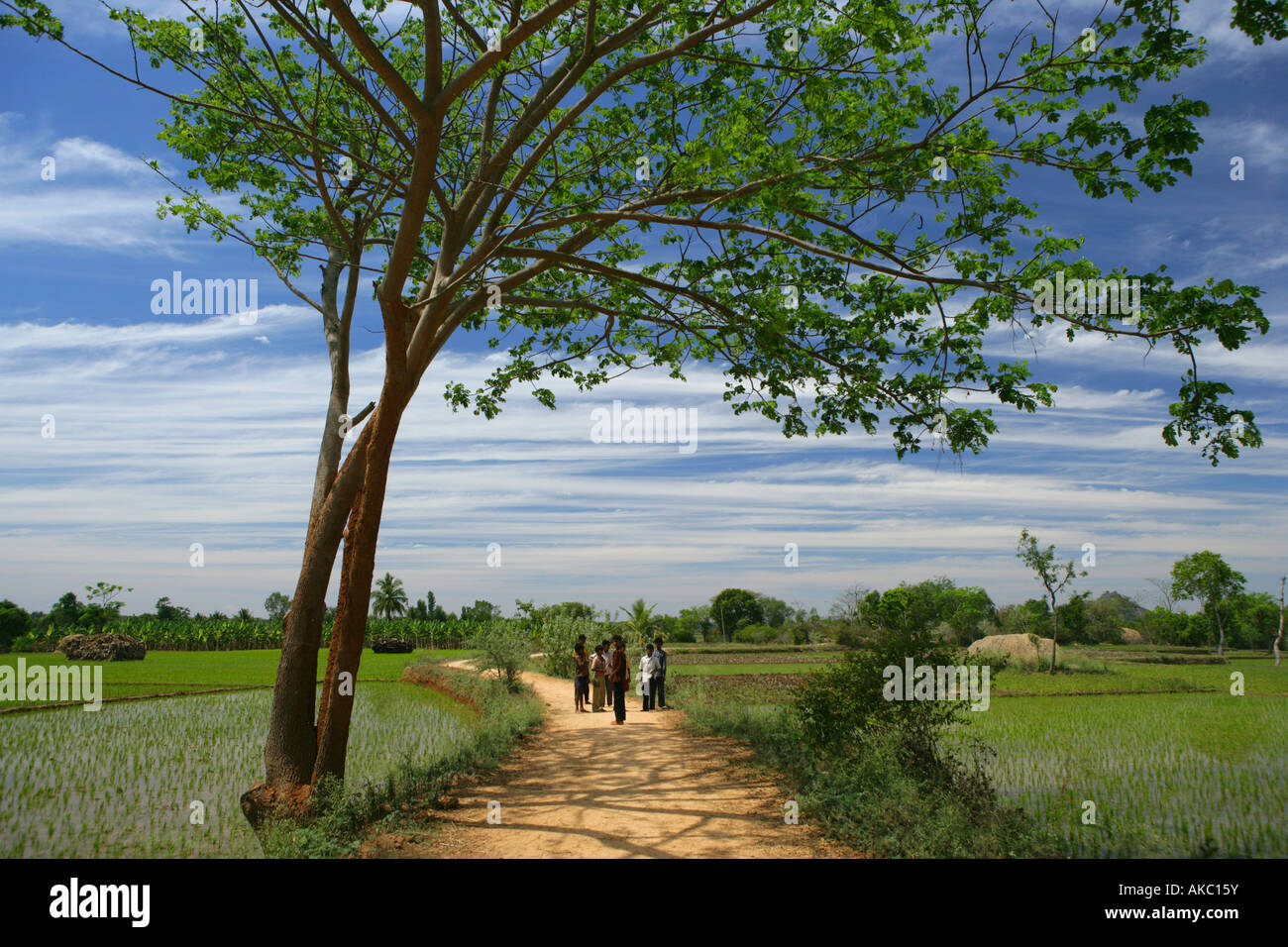 Young boys walking on a rustic path among paddy fields in Somnathpur ...