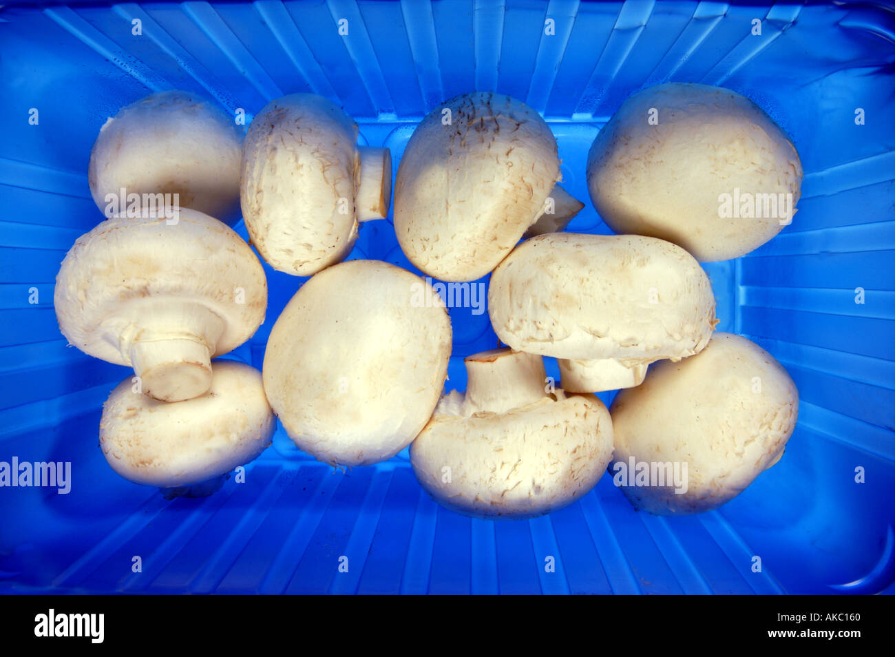 Elliptical spores hi-res stock photography and images - Alamy