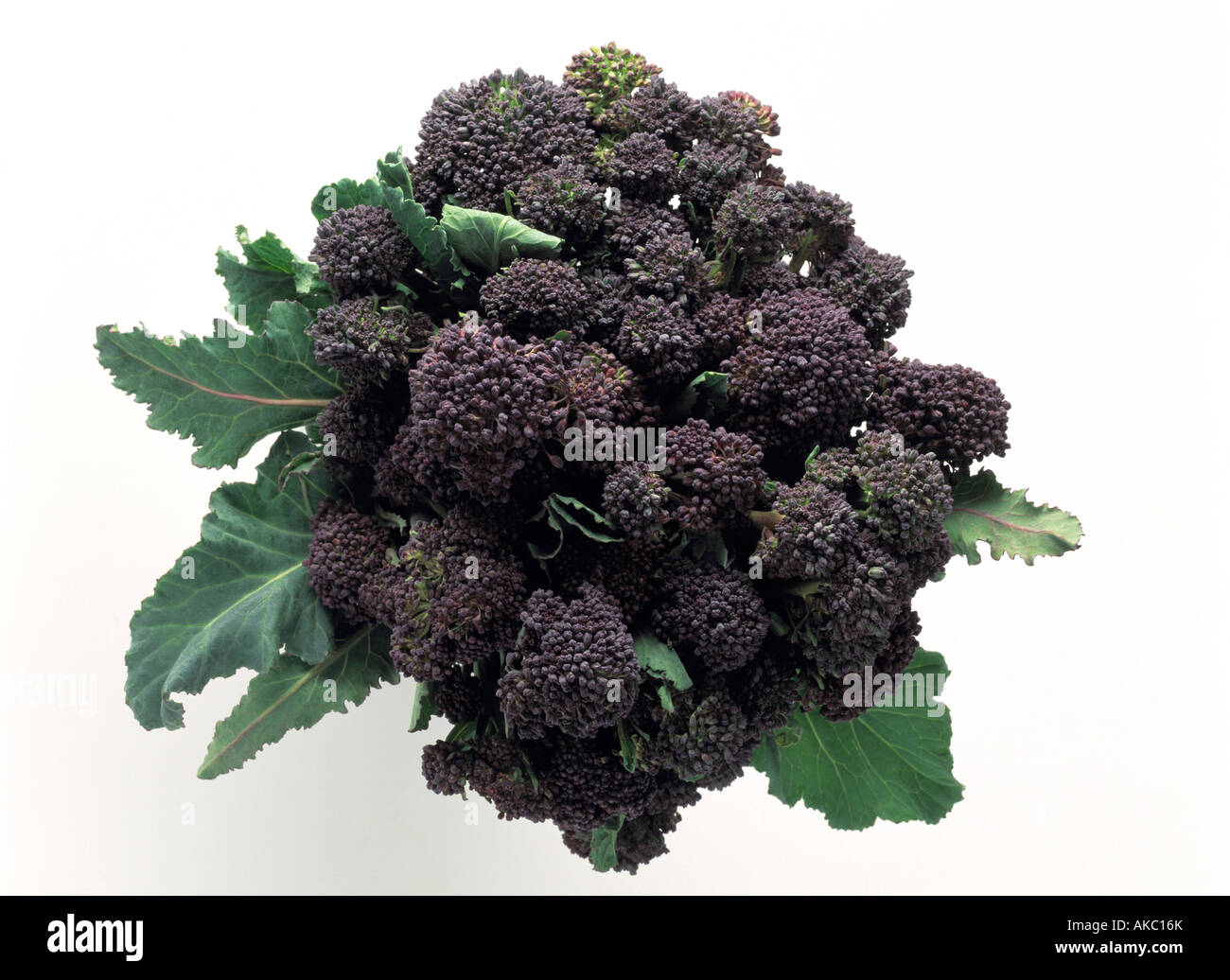 Purple broccoli on a white background vegetarian ingredients editorial ...