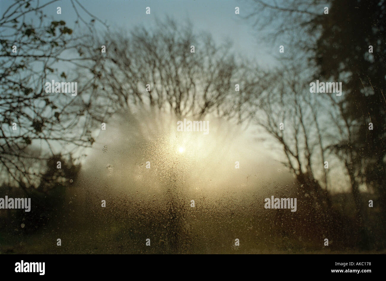 moist on window silhouette shadows of tree sun set Madum Jutland ...