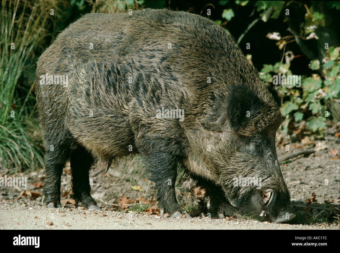 Wildly boar hi-res stock photography and images - Alamy