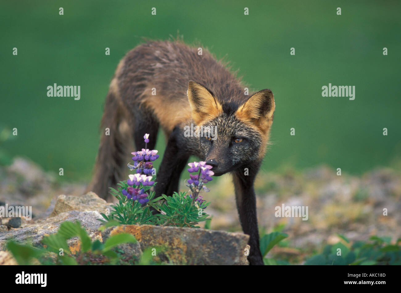Smelling animal hi-res stock photography and images - Alamy