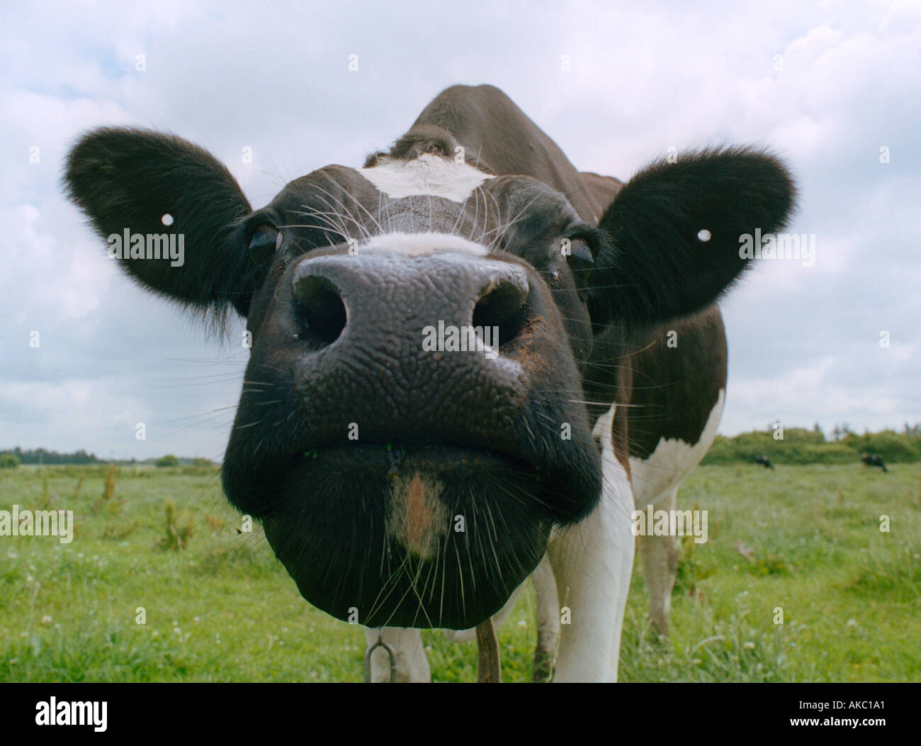 curious cow with pierced ears on green field in West Jutland Denmark ...