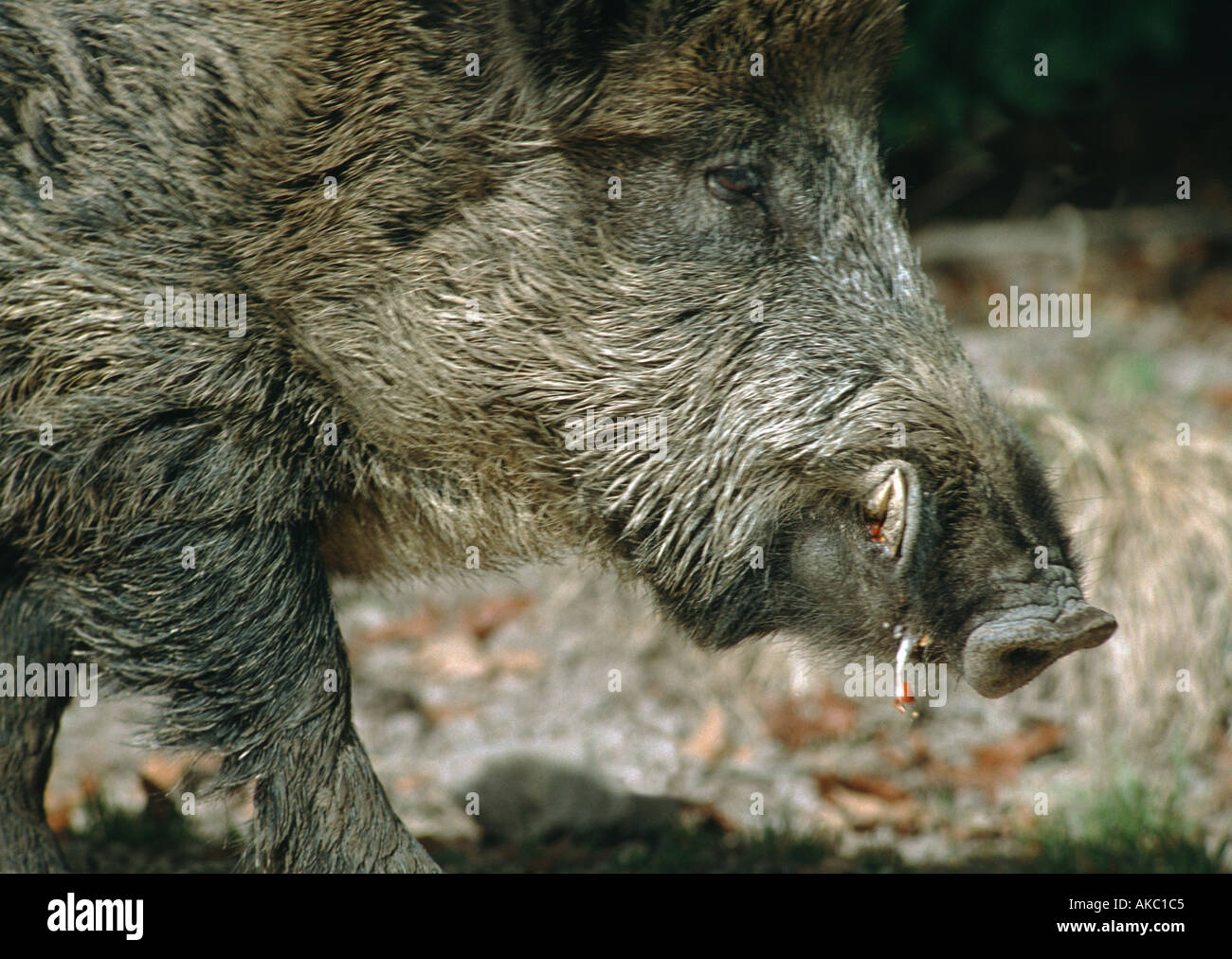 wild pig in the forest Stock Photo - Alamy