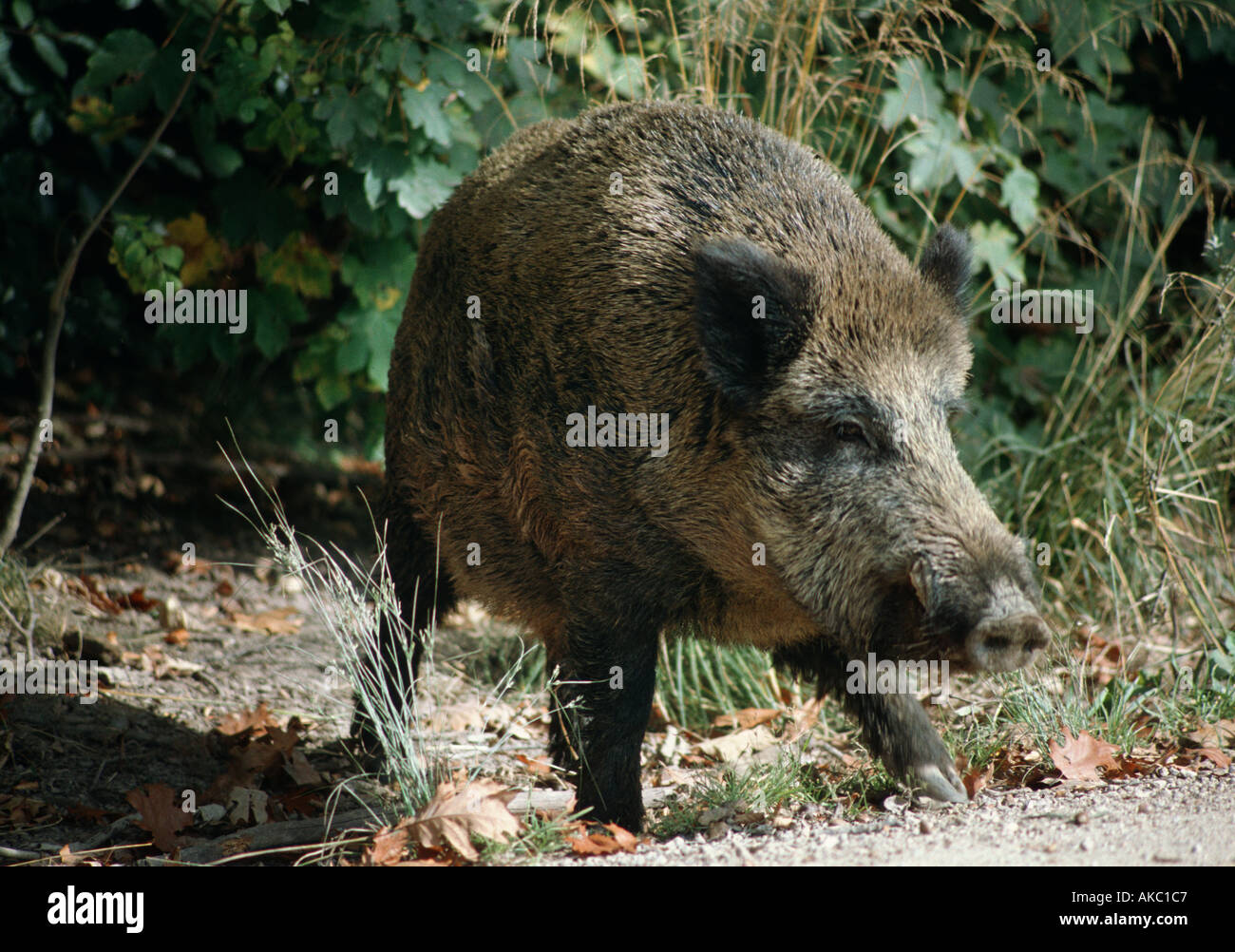 Wildly boar hi-res stock photography and images - Alamy