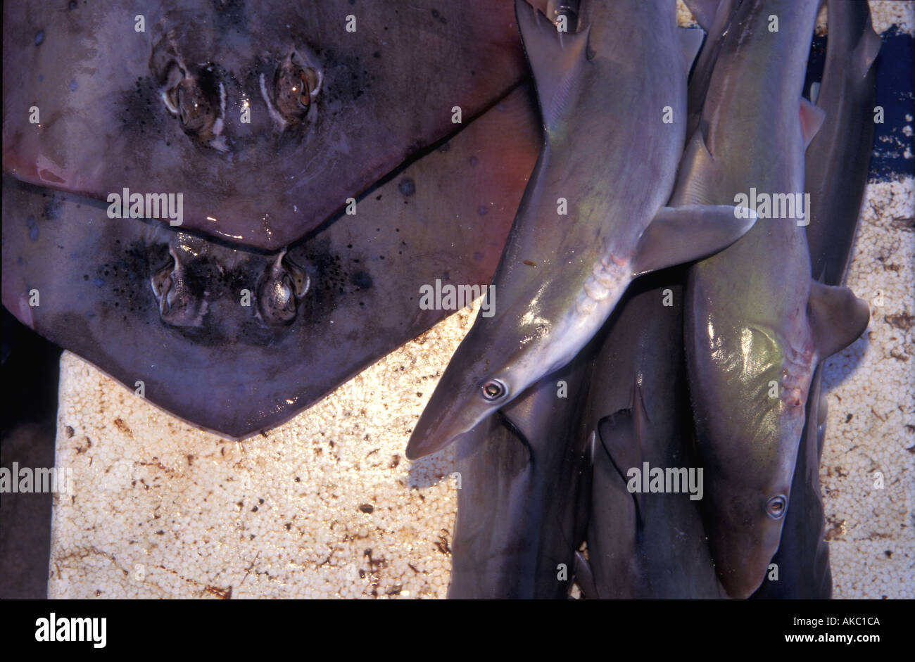 Baby sharks and rays on the fish market Bali Stock Photo - Alamy