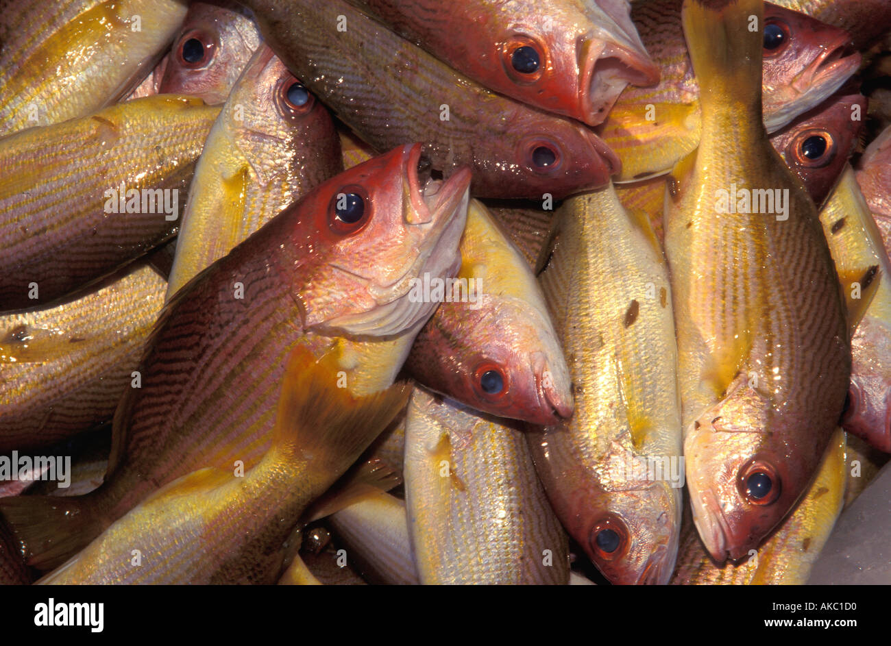 Day s catch fishes in Jimbaran beach Bali Stock Photo - Alamy
