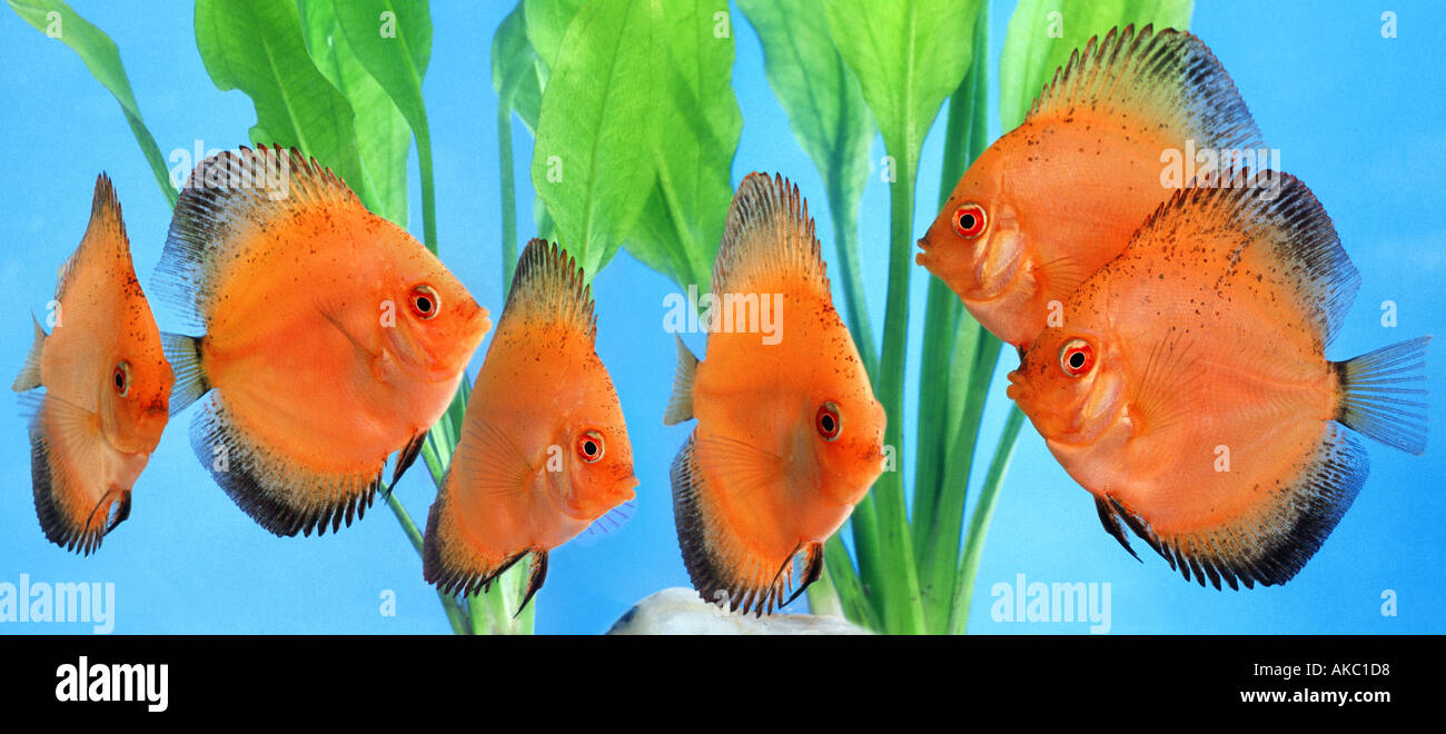 pompadour diskus red DISCUS fish fishes Stock Photo - Alamy