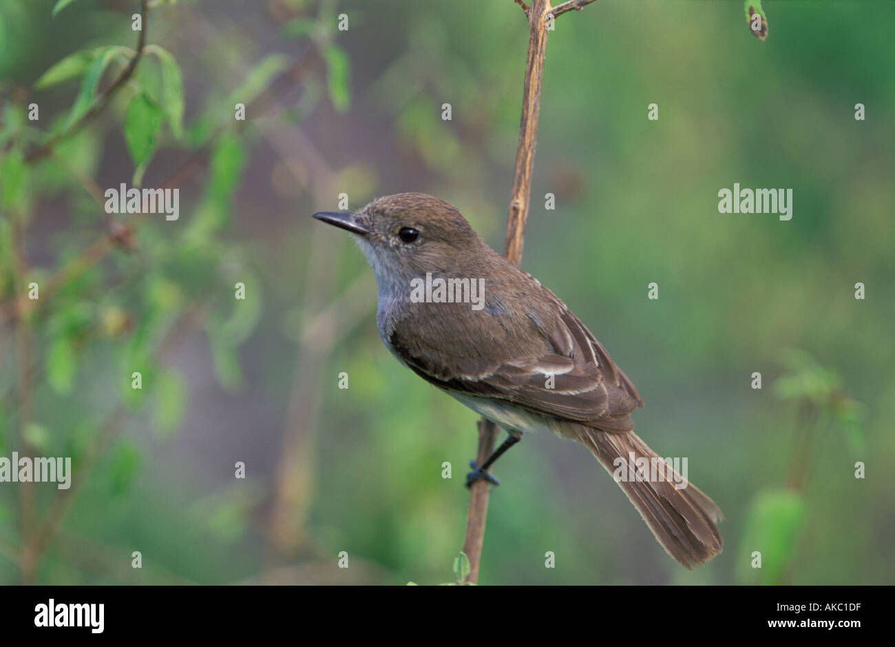 Warbler finch Certhidia olivacea Santiago Island Galapagos Stock Photo ...