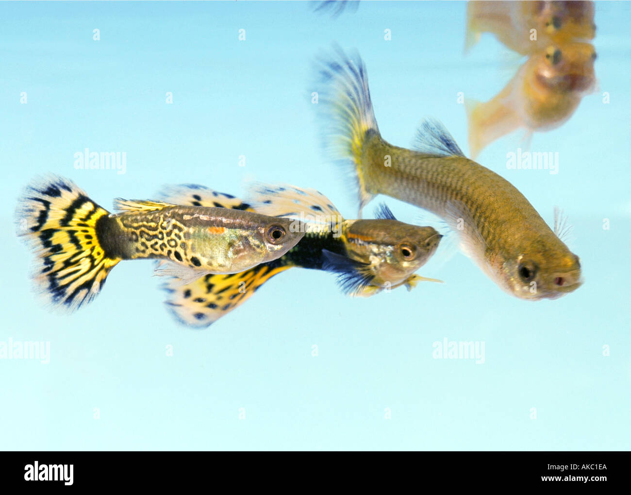 Guppy Fish Breeding Video