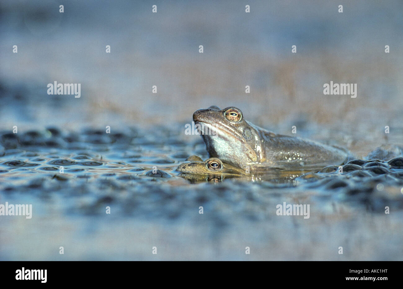 Common frogs Rana temporaria mating Kent England Spring Stock Photo - Alamy