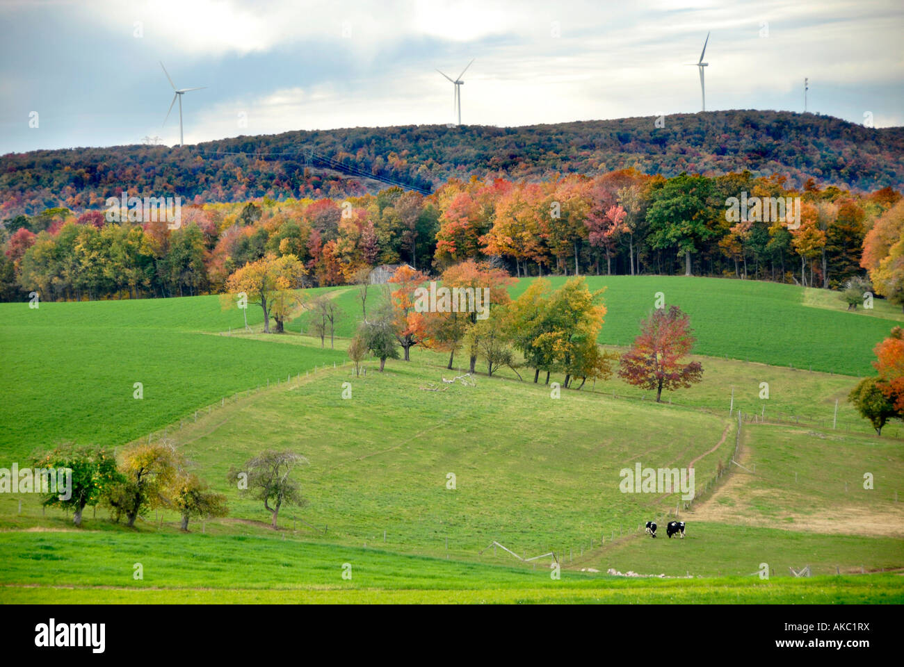 Autumn fall color pastoral farm scene with windmills in the distance ...