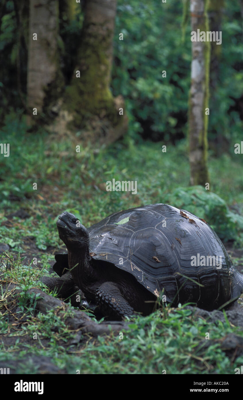Galapagos Giant Tortoise Geochelone elephantopus in the wild Santa Cruz ...
