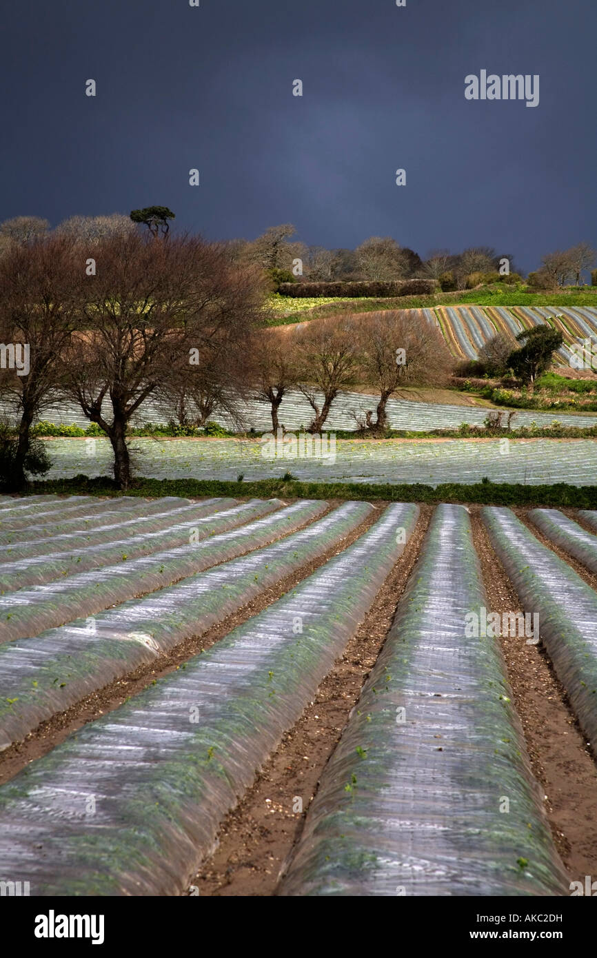 plastic covering crops penwith cornwall Stock Photo - Alamy