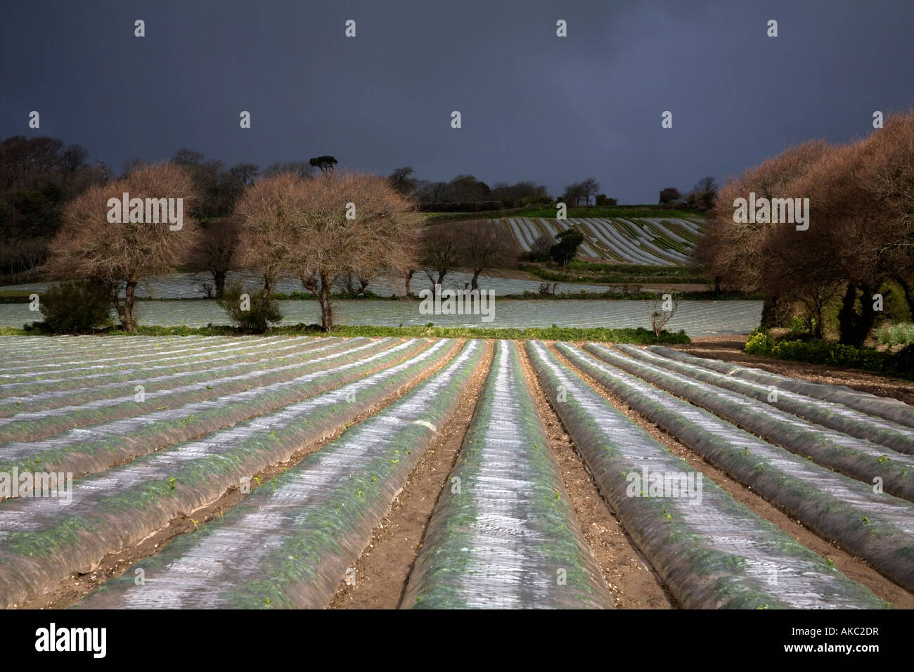 plastic covering crops penwith cornwall Stock Photo - Alamy