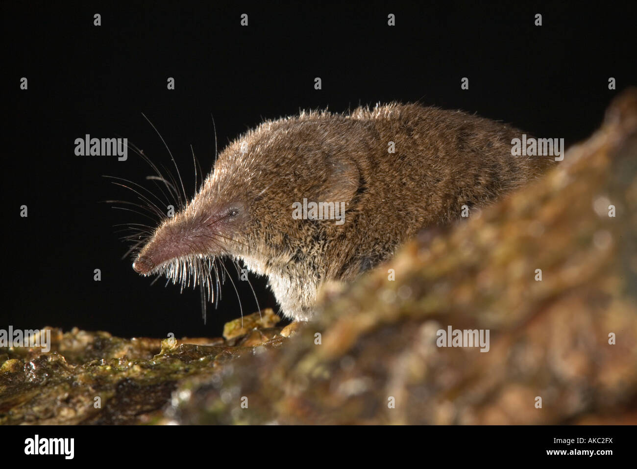 Pygmy shrew hi-res stock photography and images - Alamy
