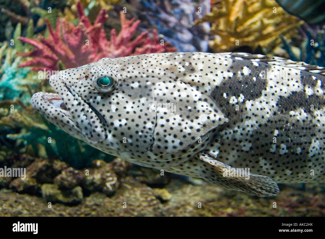 Black Cod Fishing High Resolution Stock Photography and Images - Alamy