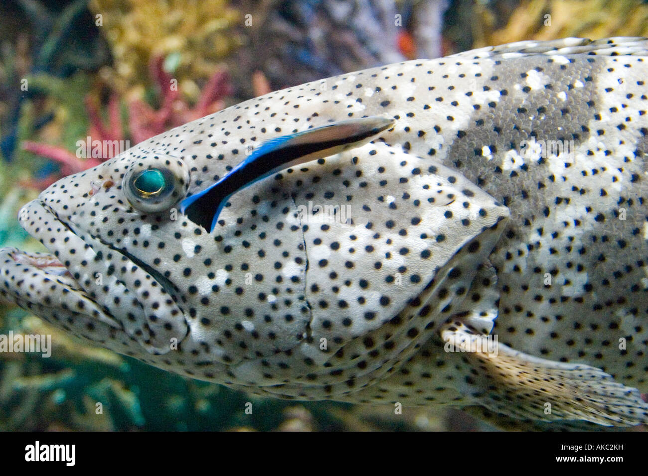 Black cod fish and underwater hi-res stock photography and images - Alamy