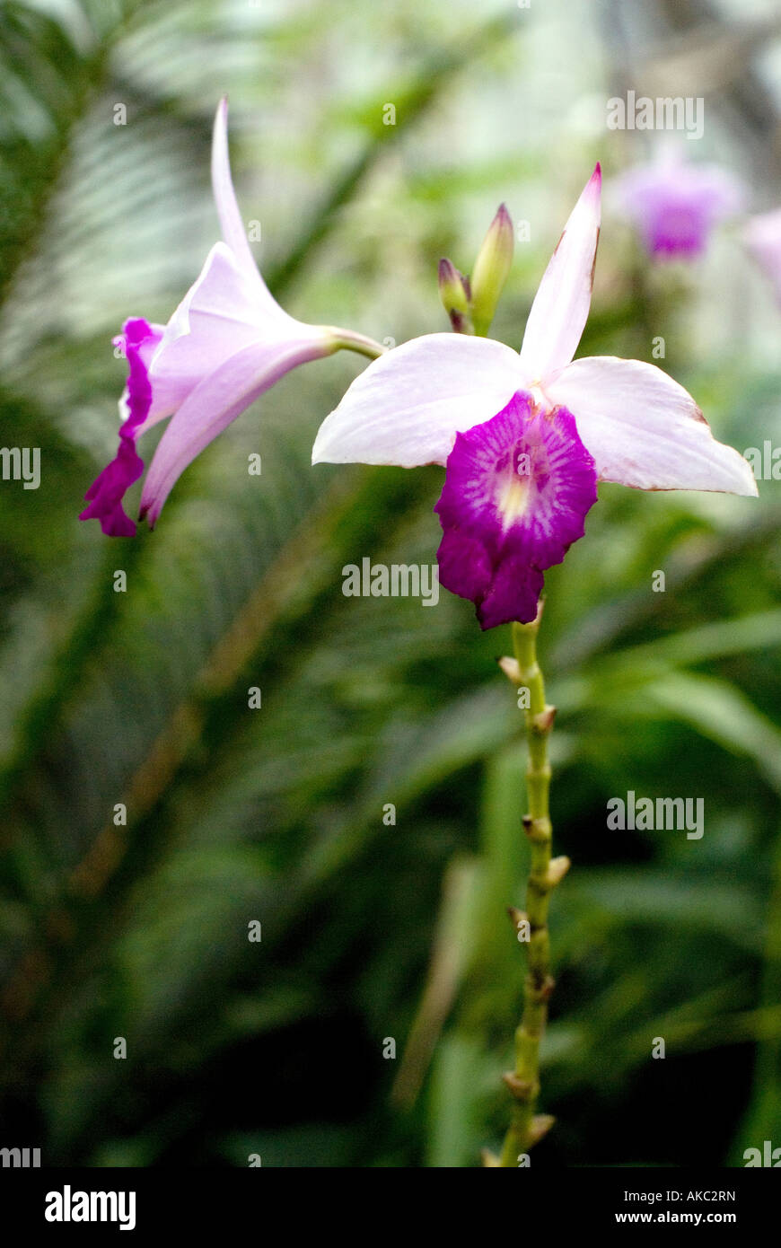 Orchid at Queen Sirikit Botanic Garden at Mae Rim in northern Thailand ...