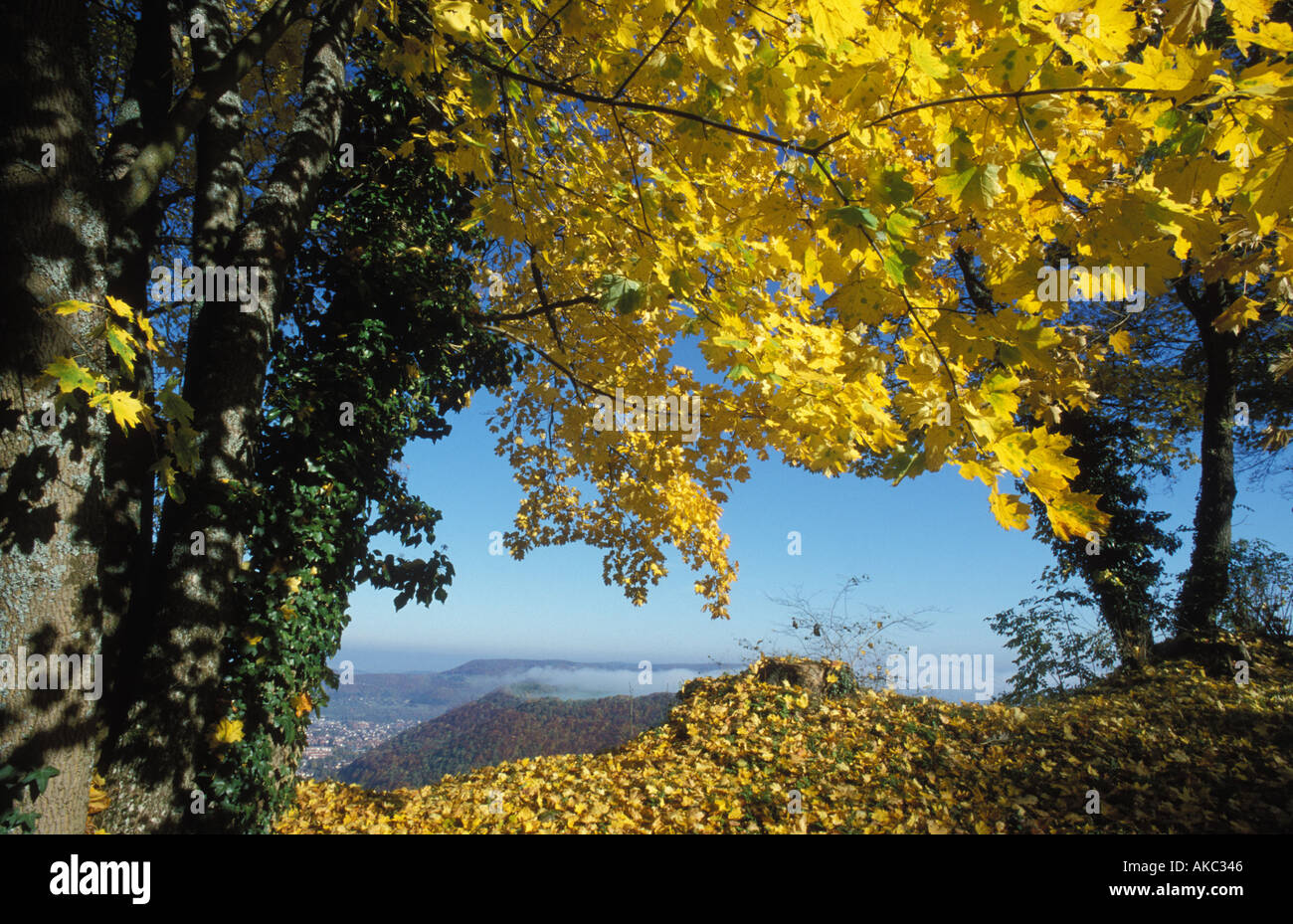 Deciduous tree in fall Stock Photo - Alamy