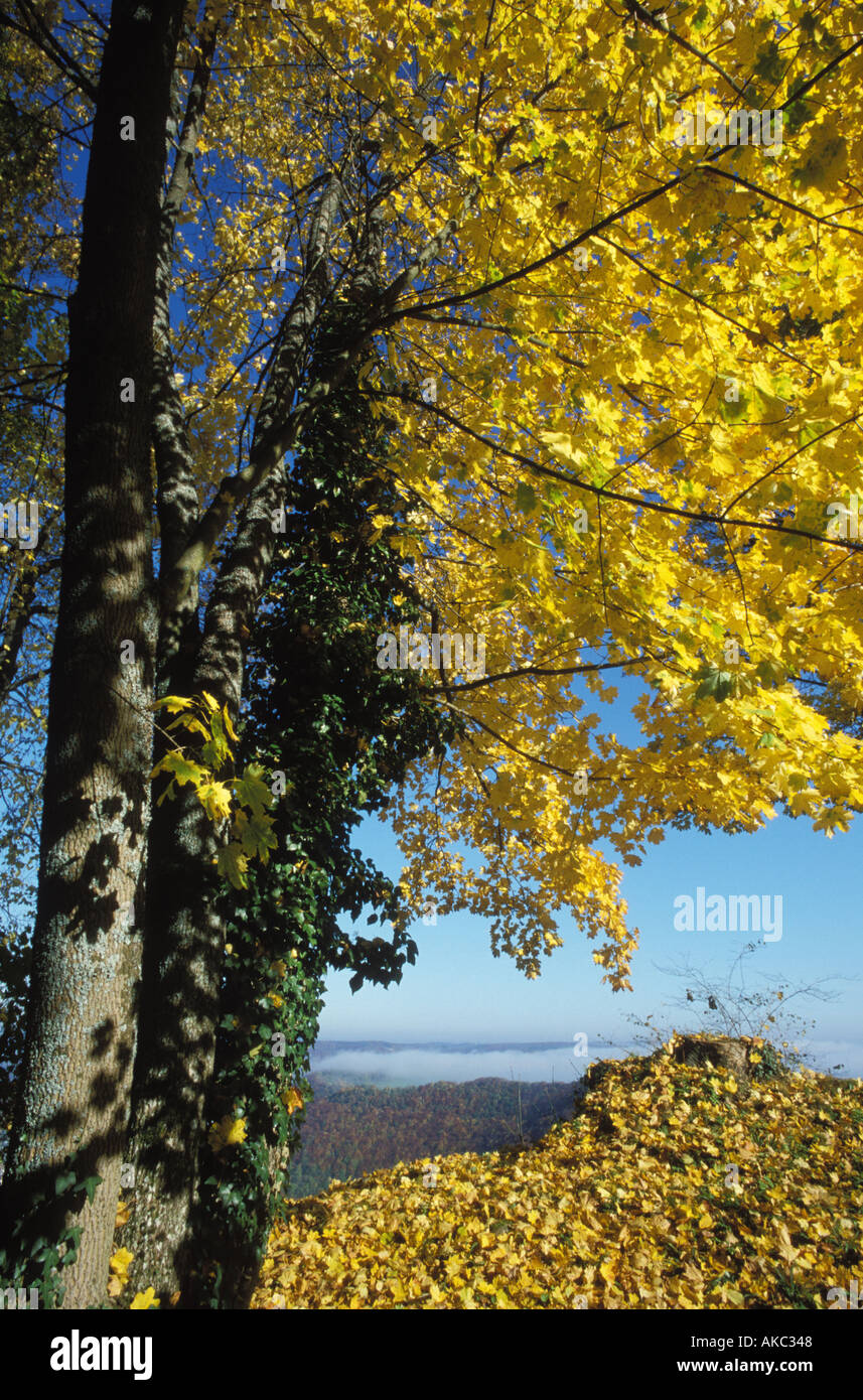 Deciduous tree in fall Stock Photo - Alamy