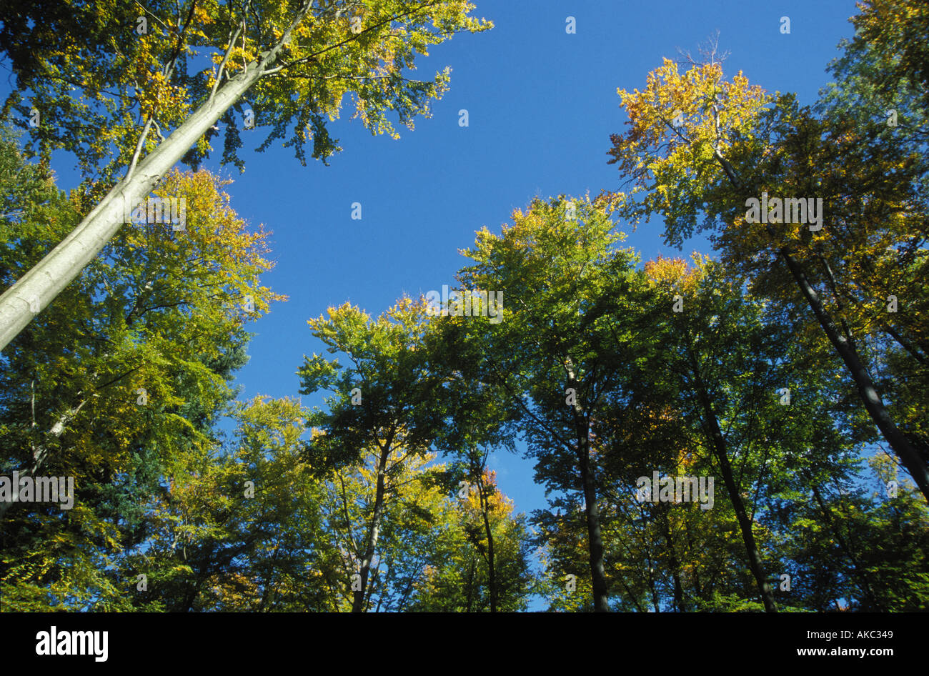 Deciduous trees in fall Stock Photo - Alamy