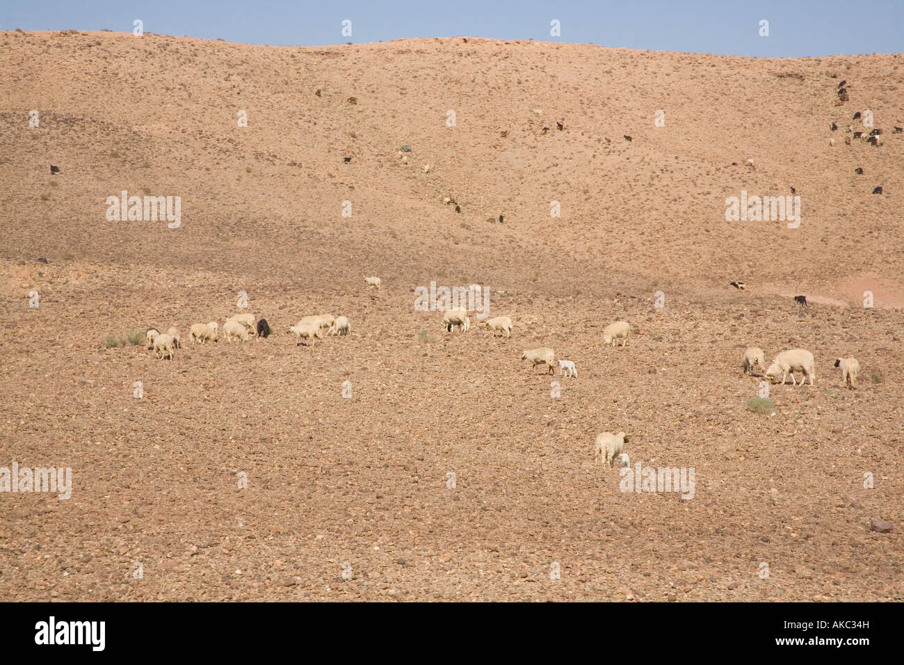 Desert farming hi-res stock photography and images - Alamy