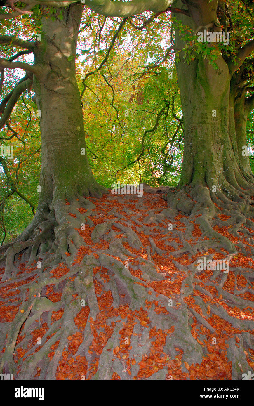 beech trees showing fallen leaves in roots.Tree roots Stock Photo - Alamy