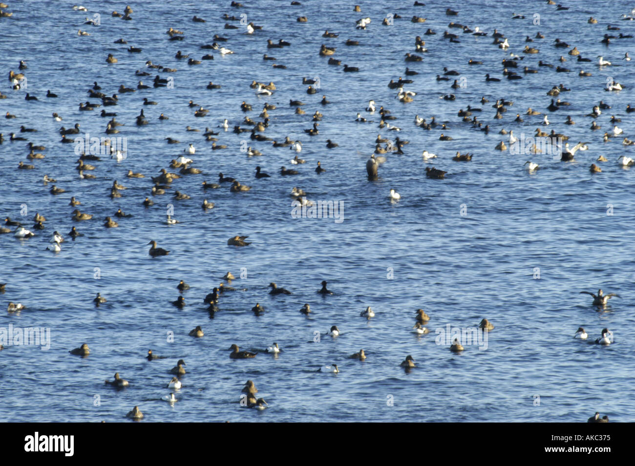 Large flock of ocean ducks on water Stock Photo - Alamy