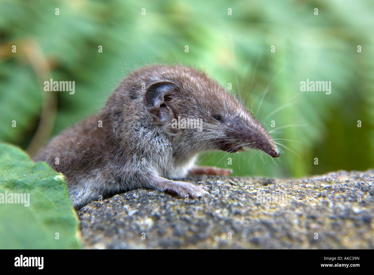 scilly shrew Crocidura suaveolens st mary s isles of scilly Stock Photo ...