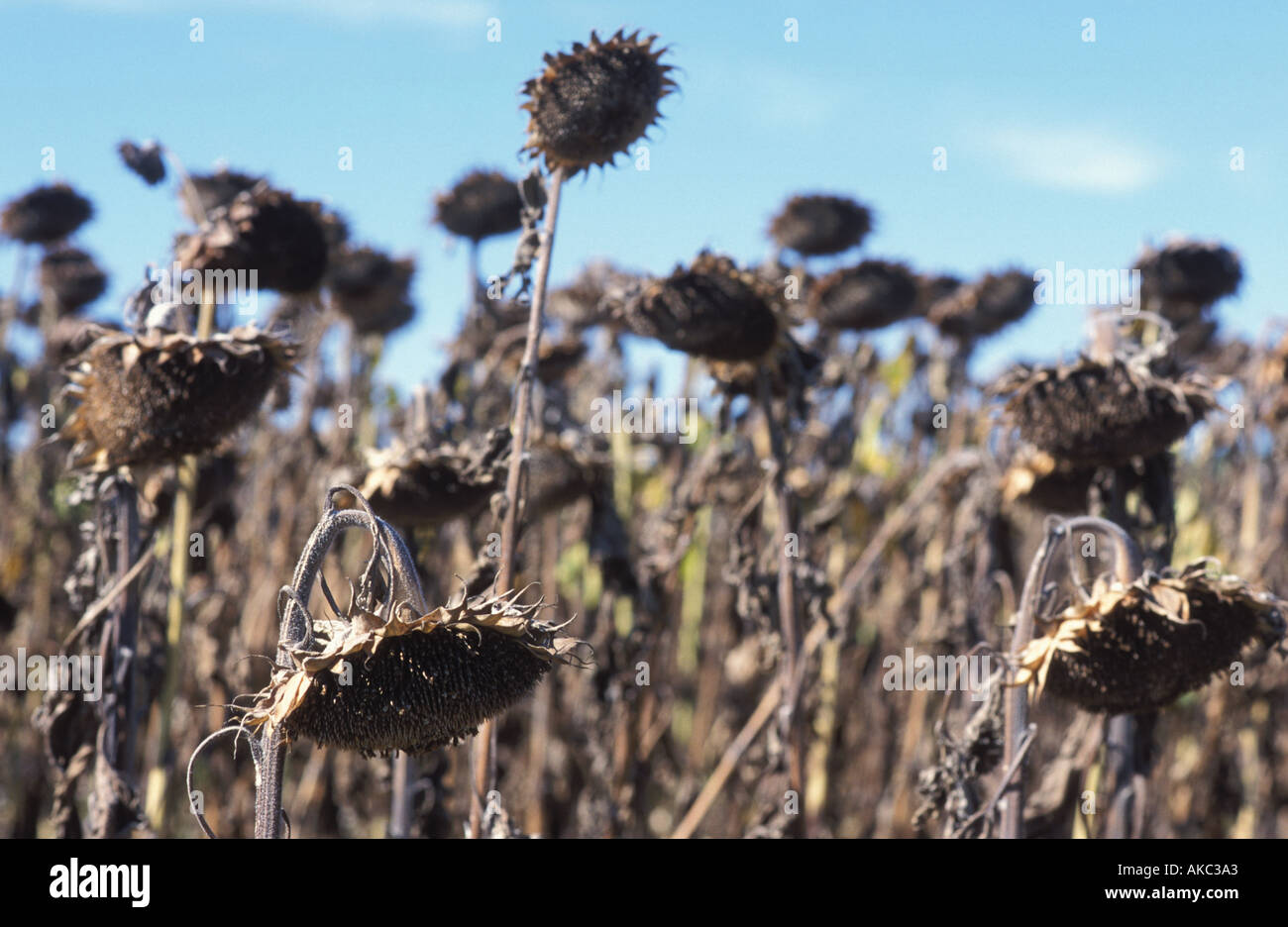 Field of faded sunflowers Stock Photo - Alamy
