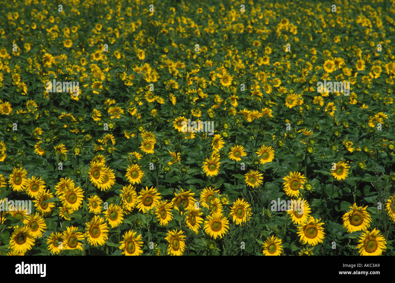 Field of sunflowers Provence France Stock Photo - Alamy