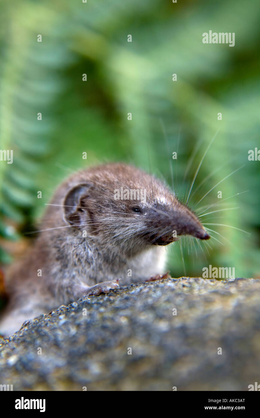 Lesser white toothed shrew scilly hi-res stock photography and images ...