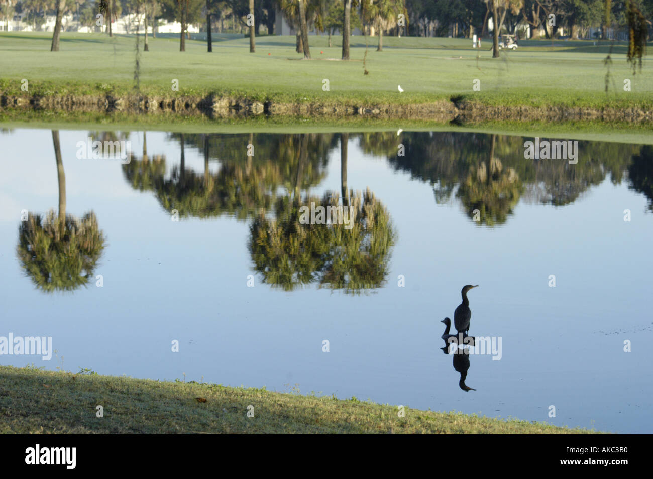 Cormorant sitting on decoy in pond on golf course, Florida Stock Photo ...